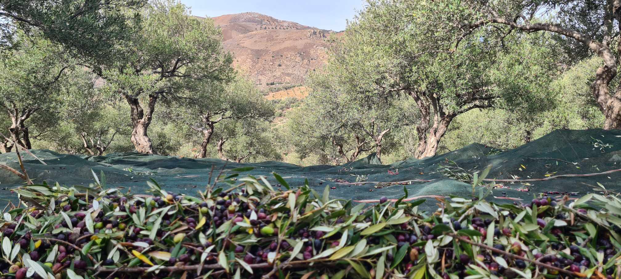 Κρήτη - ελιές: Η ξηρασία φέρνει νέα δεδομένα - Πώς πρέπει να ...