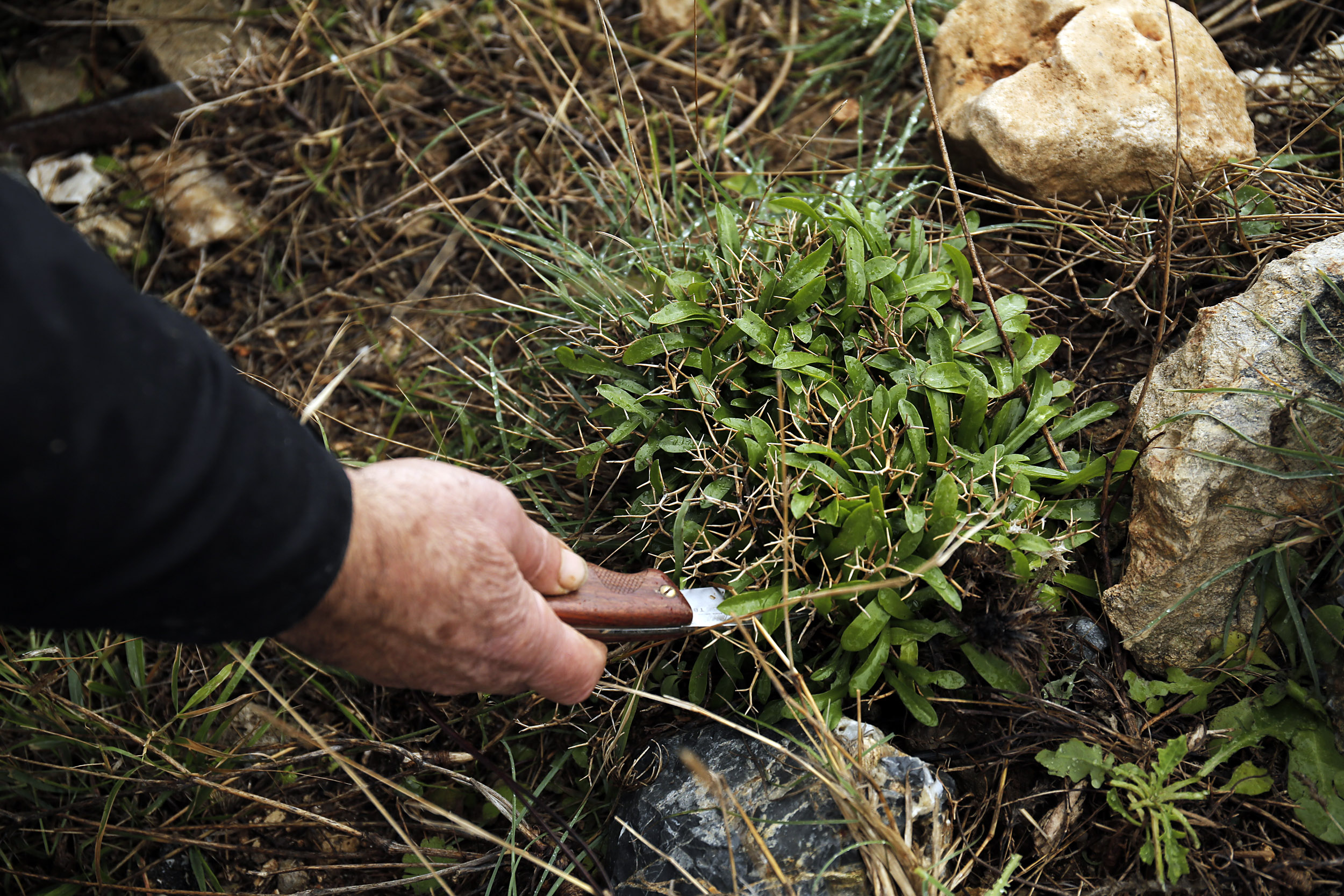 «Πάμε για χόρτα;». Δράση της Π.Ε. Χανίων για την διάδοση της τέχνης της ...