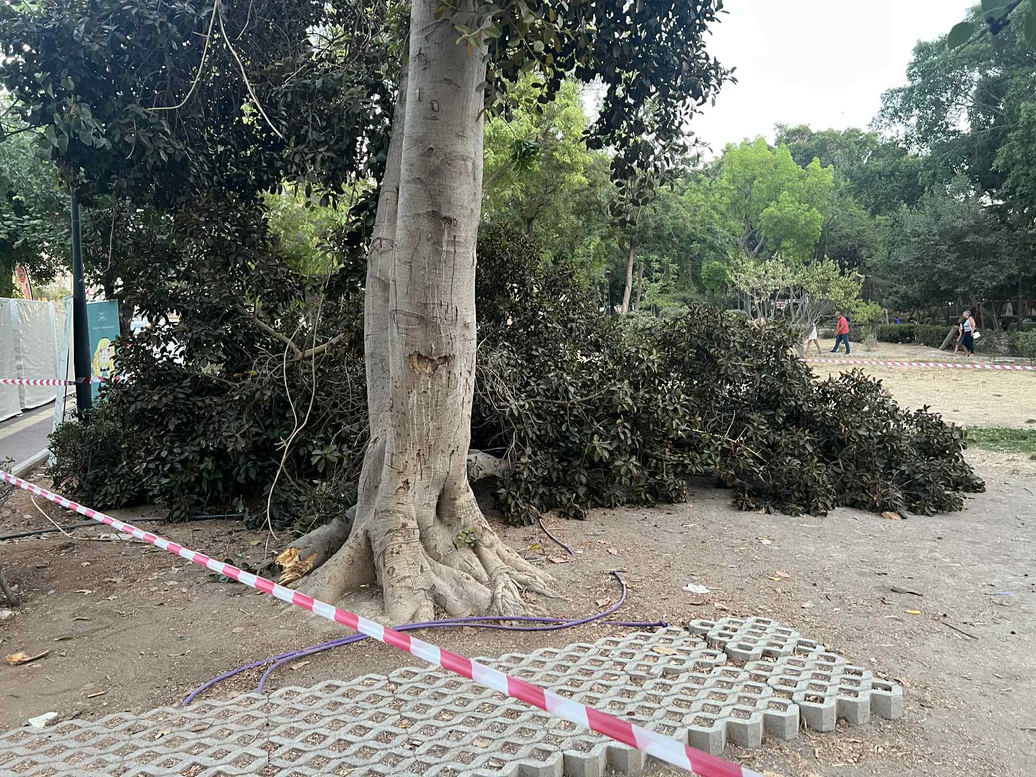 Έσπασε μεγάλο κλαδί δέντρου - Αναστάτωση στο πάρκο Γεωργιάδη (εικόνες ...