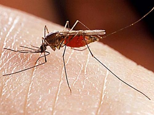Κρήτη: Εφαρμογή στα κινητά για την όχληση των κουνουπιών | ekriti.gr