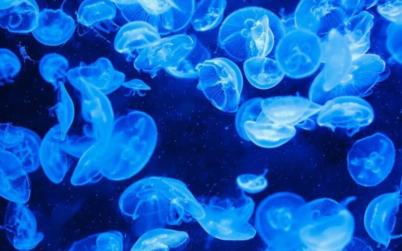 Μετά τις μωβ, ήρθαν οι γαλάζιες μέδουσες - Αναφορές για ύπαρξη και στην ...