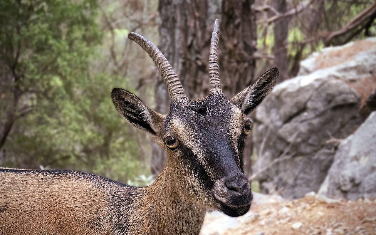 Κρήτη: Τα σπάνια και μοναδικά ζώα του νησιού που απειλούνται με ...