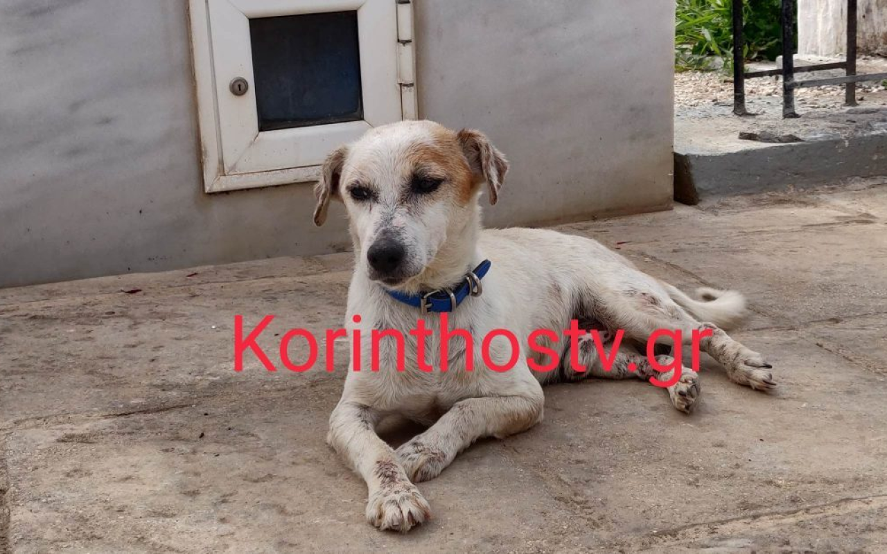 Συγκινητικό: Σκυλάκι κοιμάται στον τάφο του ανθρώπου που το μεγάλωσε ...