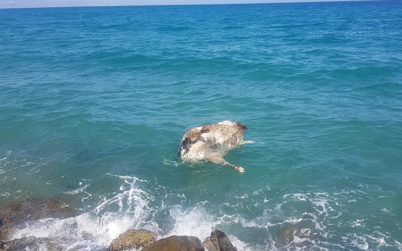 Ηράκλειο: Νεκρή αγελάδα στη θάλασσα (φωτογραφίες) | ekriti.gr