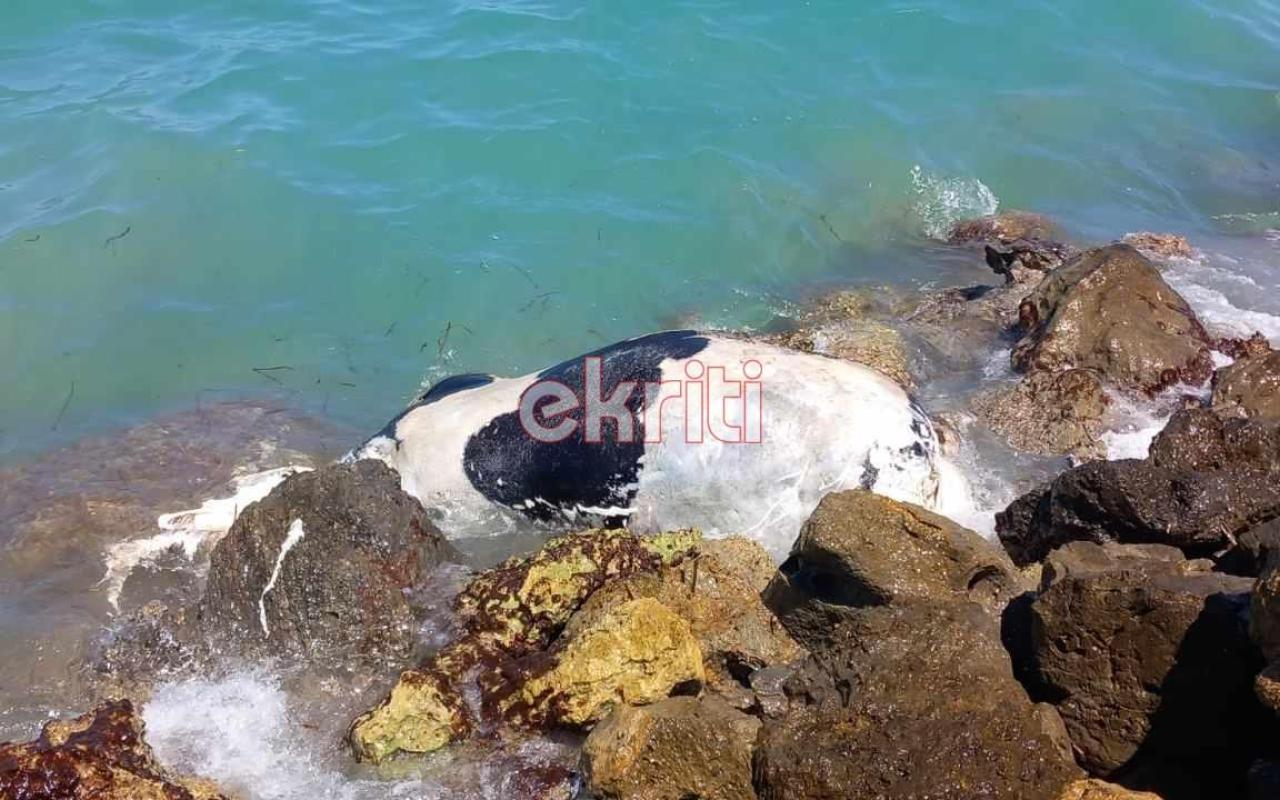 Ηράκλειο: Νεκρή αγελάδα στη θάλασσα (φωτογραφίες) | ekriti.gr