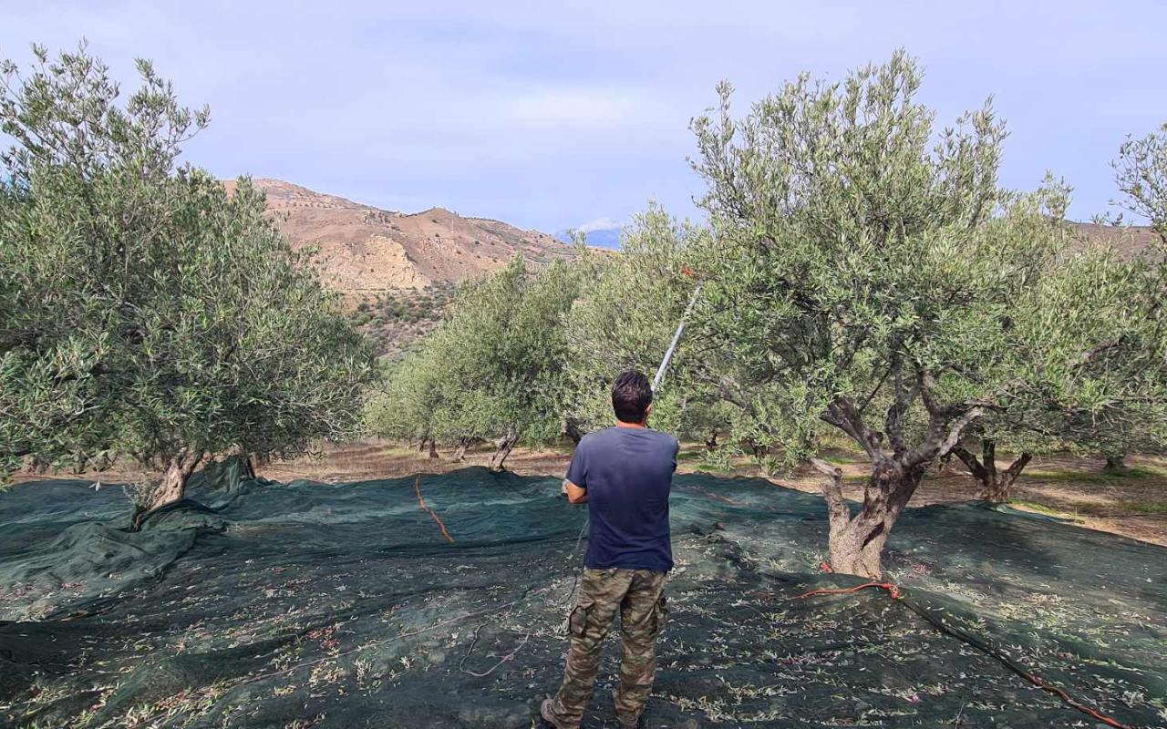 Ιταλία: Τουρίστες πληρώνουν ελαιοπαραγωγούς για να τους μαζέψουν τις ...