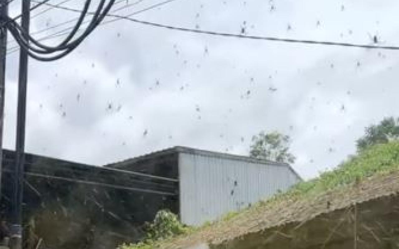 Μπαλί: Τεράστιες αράχνες έχουν κυριεύσει το νησί (βίντεο) | ekriti.gr