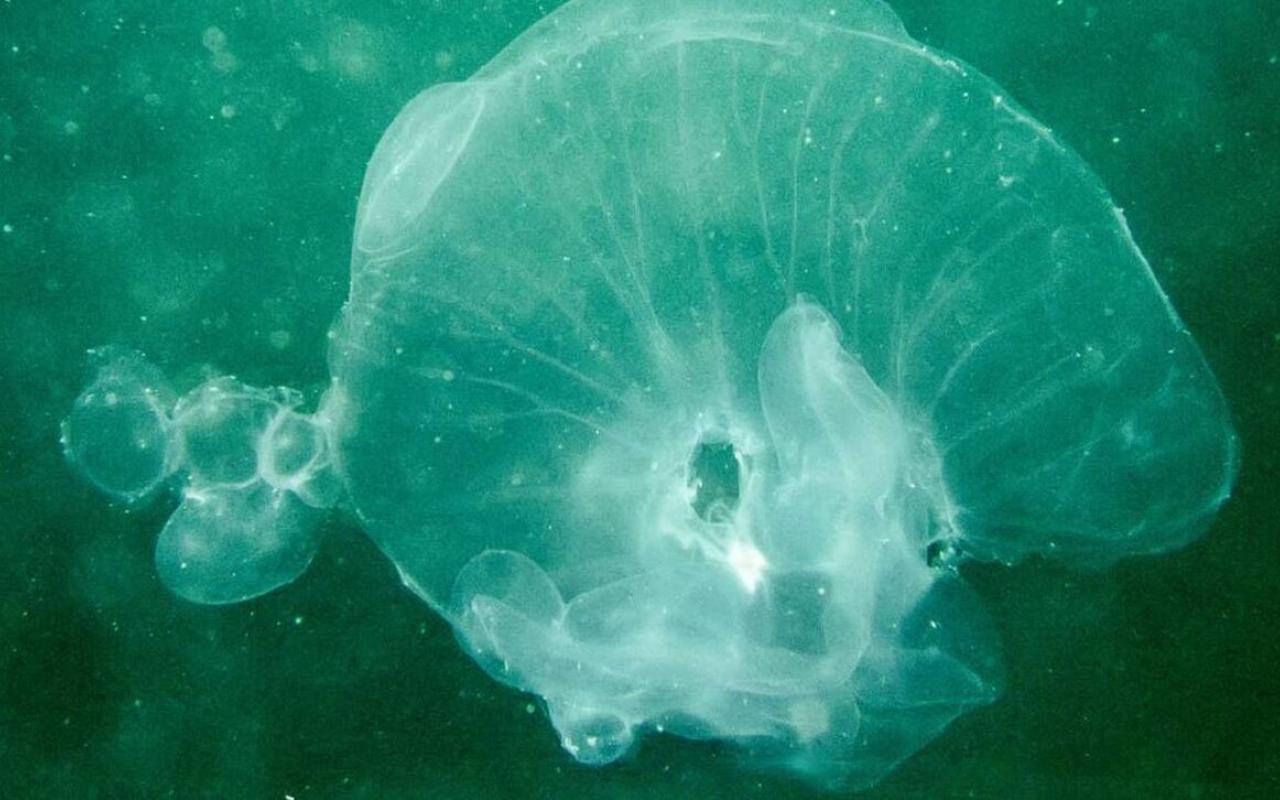 Επιστήμονες δημιούργησαν ουσία... από μέδουσες που εμφανίζει τα ...